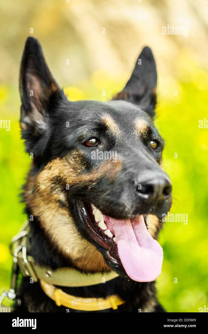 German Shepherd Dog Close Up Portrait Stock Photo - Alamy