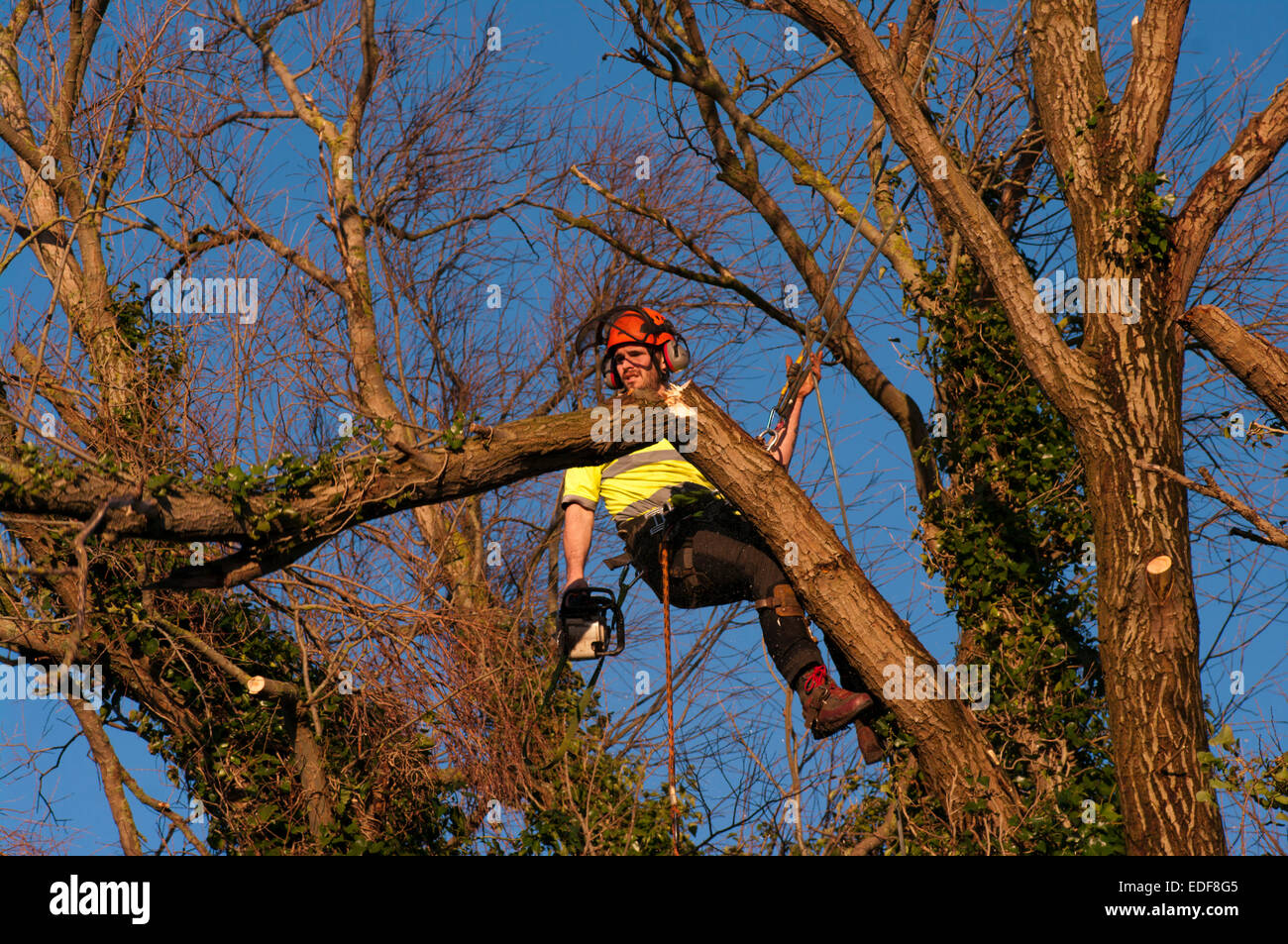 Tree Surgeon Cutting A Branch Up A Tree Using A Chainsaw Wearing A ...