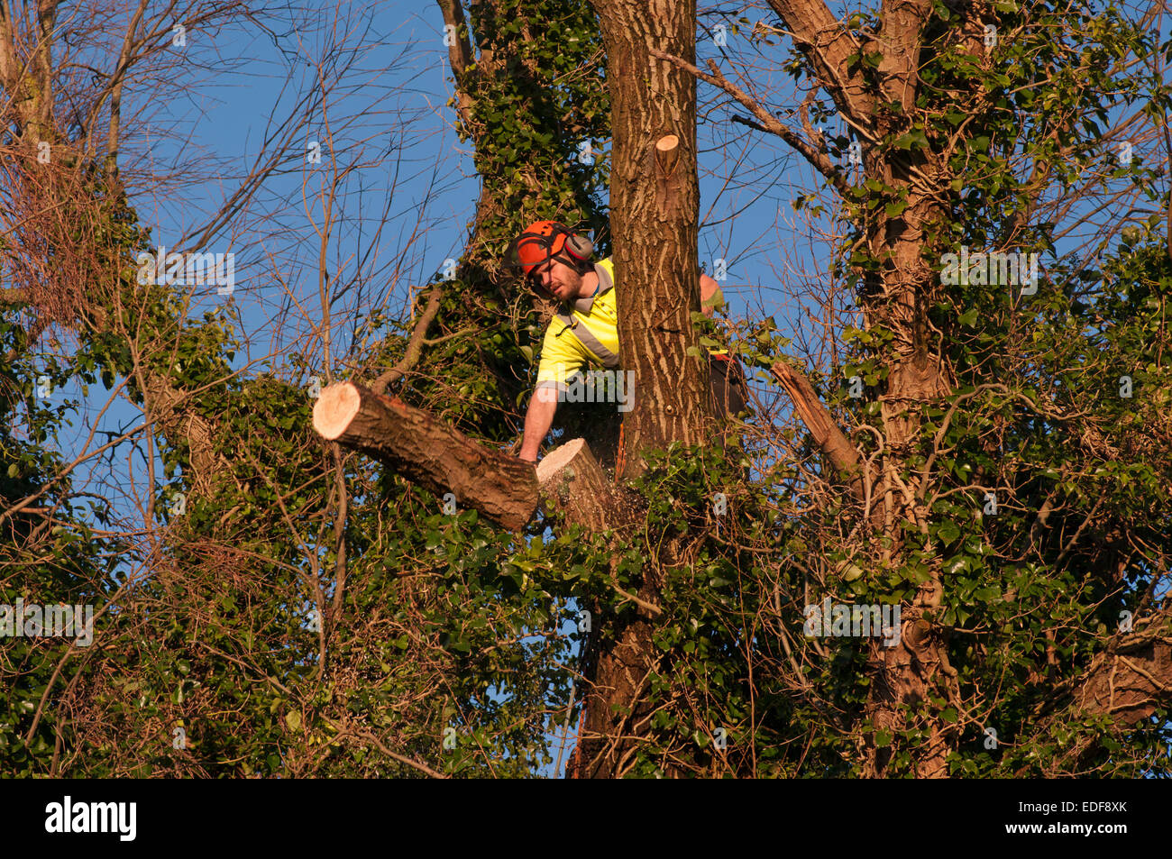 People cutting down trees hi-res stock photography and images - Alamy