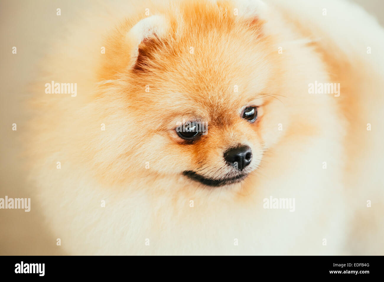Spitz dog hi-res stock photography and images - Alamy