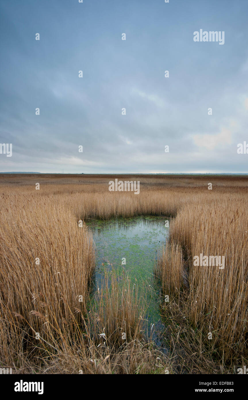 Reed marshes hi-res stock photography and images - Alamy