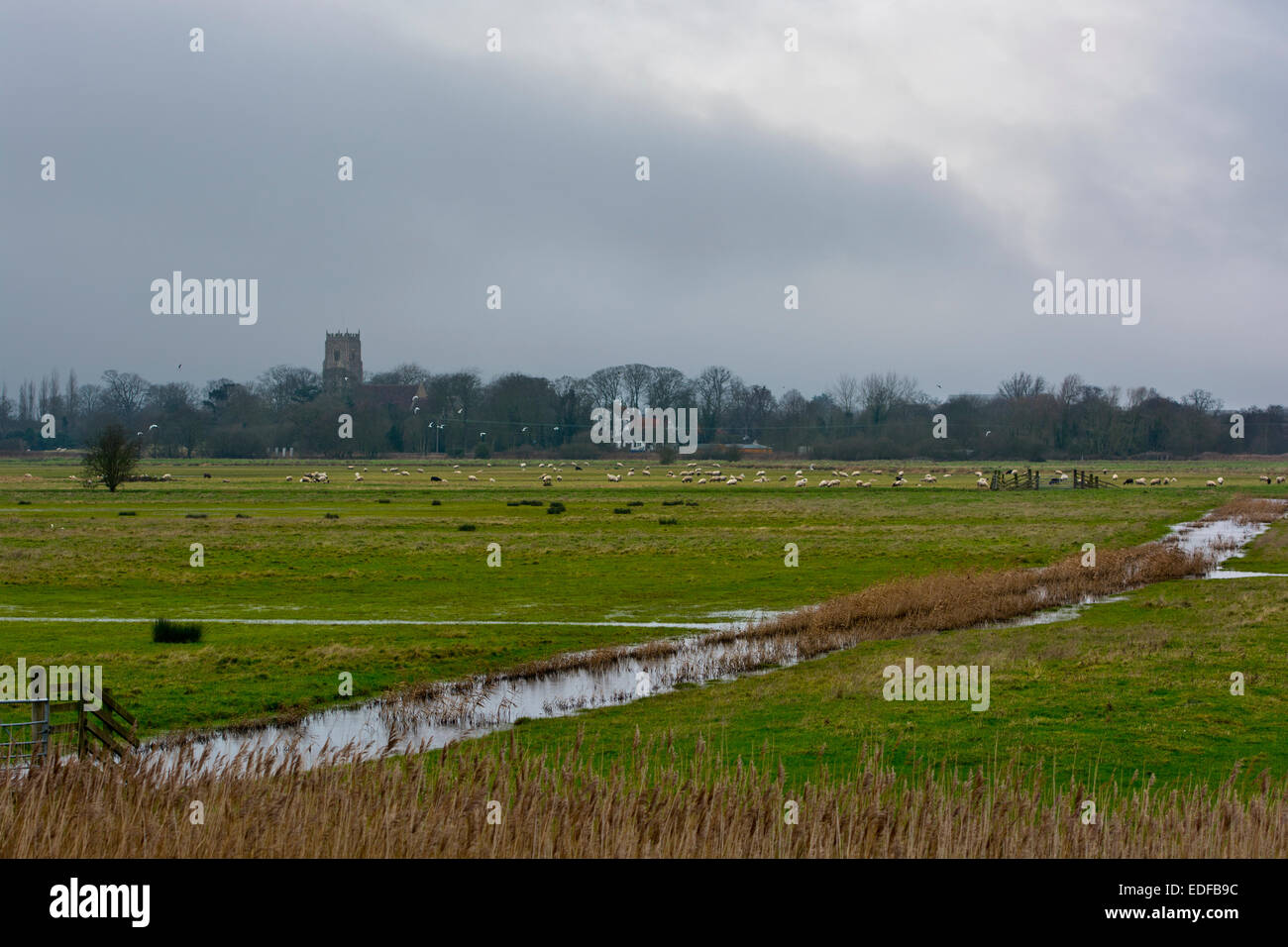Reedham Marshes Norfolk Stock Photo - Alamy