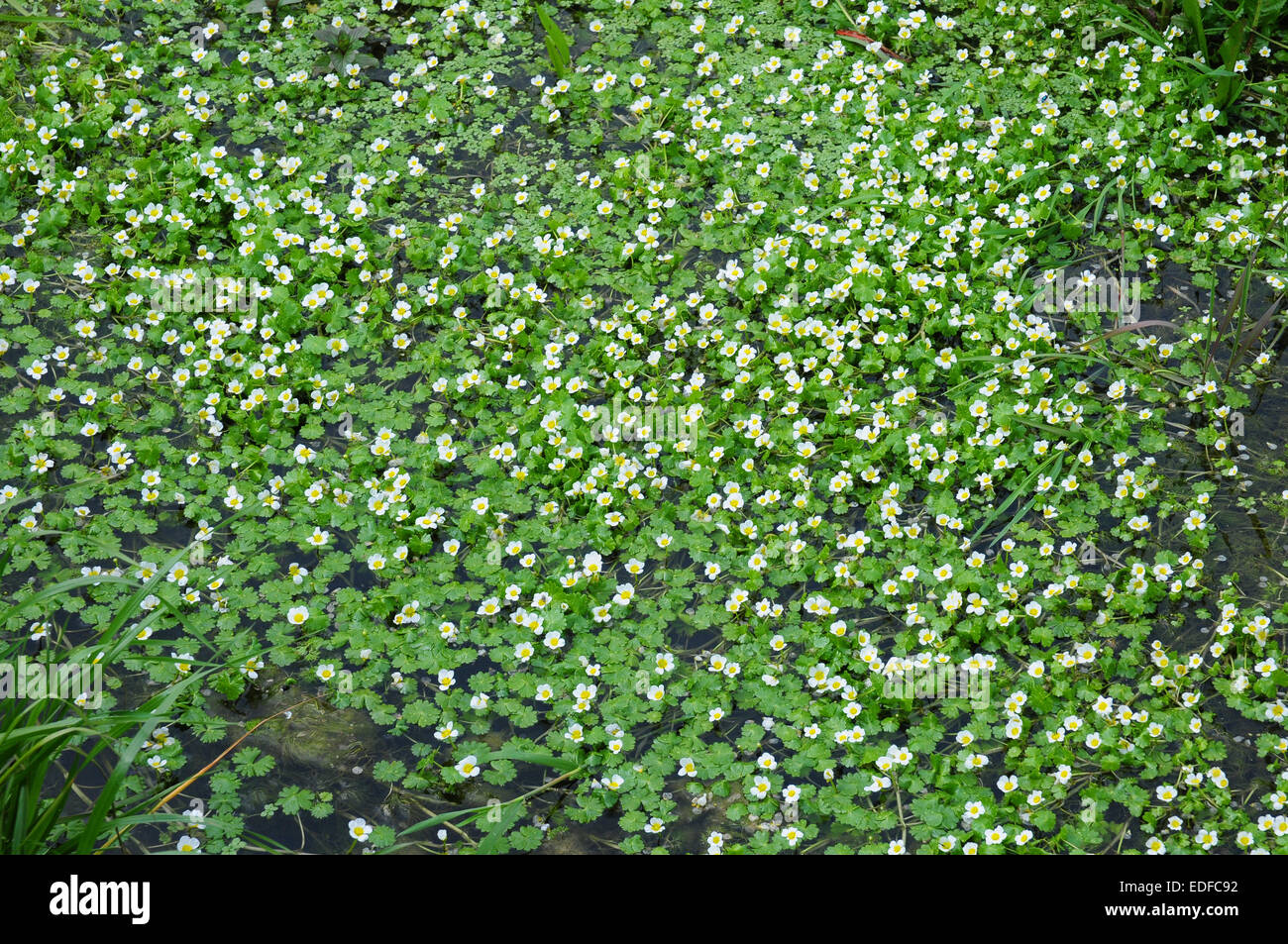 Common Water Crowfoot Ranunculus aquitilis growing in a drainage ditch ...