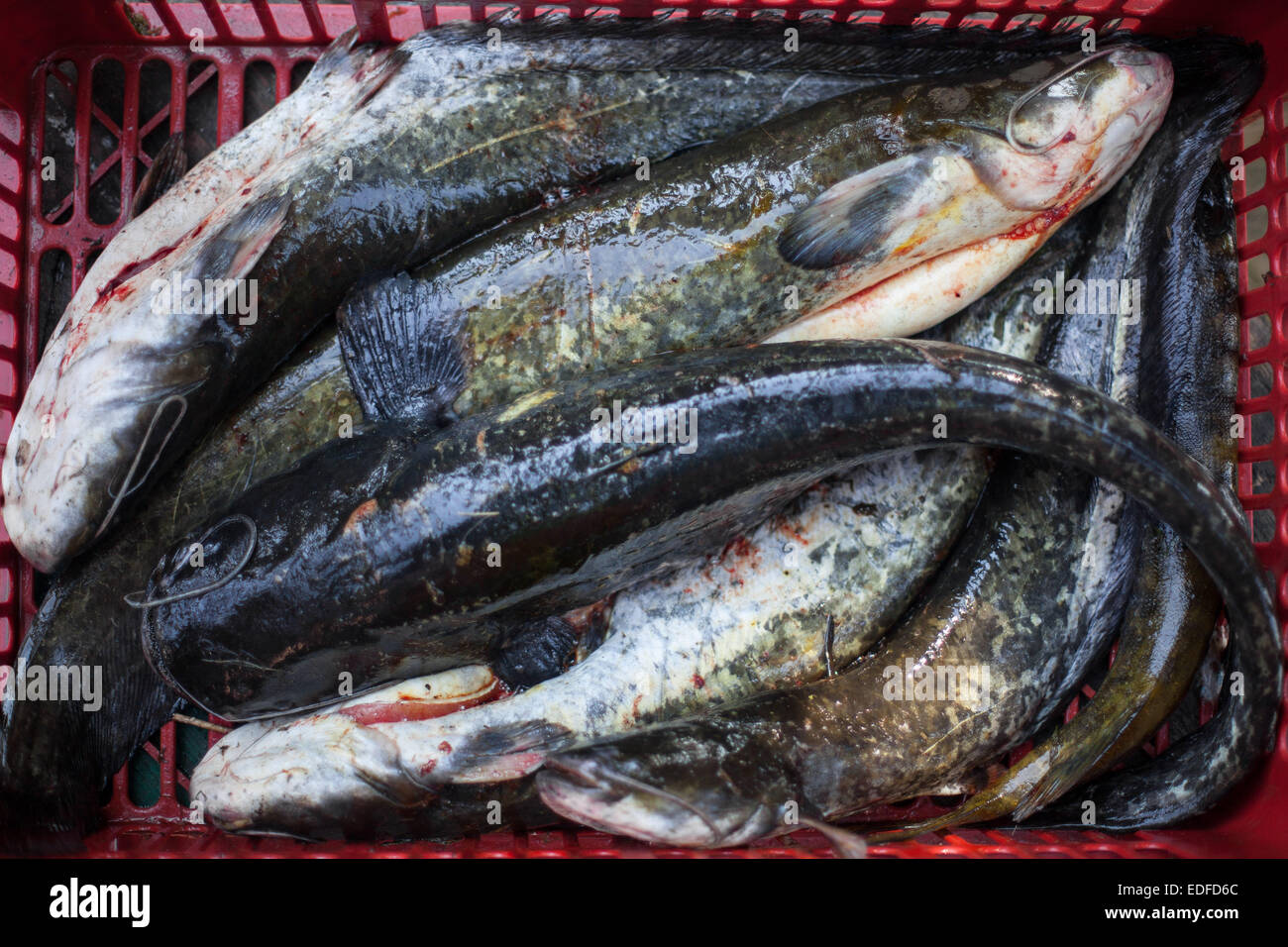 Color picture of catfish Stock Photo - Alamy