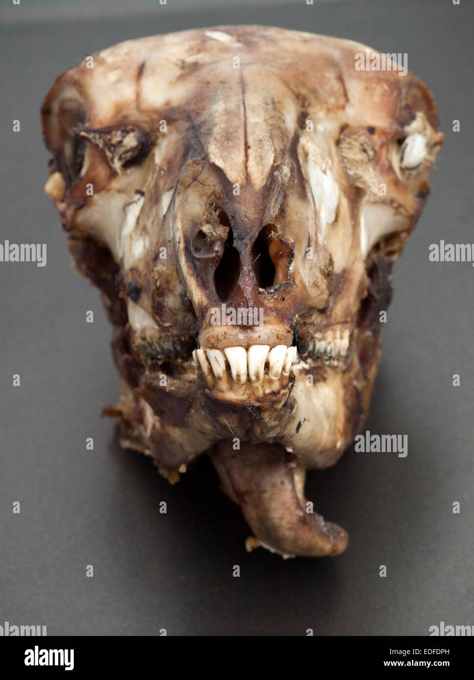 Cooked goat hi-res stock photography and images - Alamy