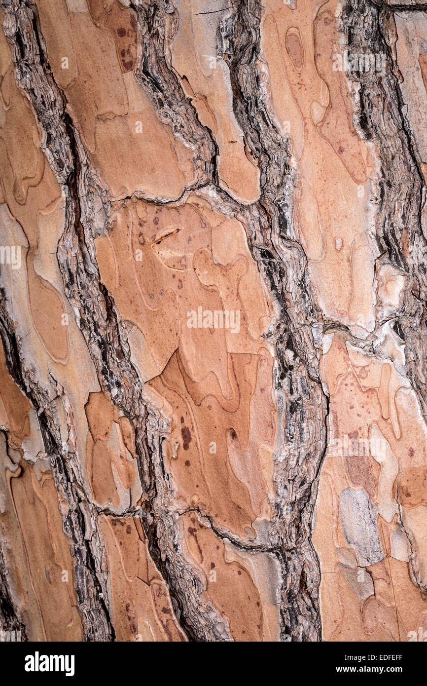Pine tree bark hi-res stock photography and images - Alamy