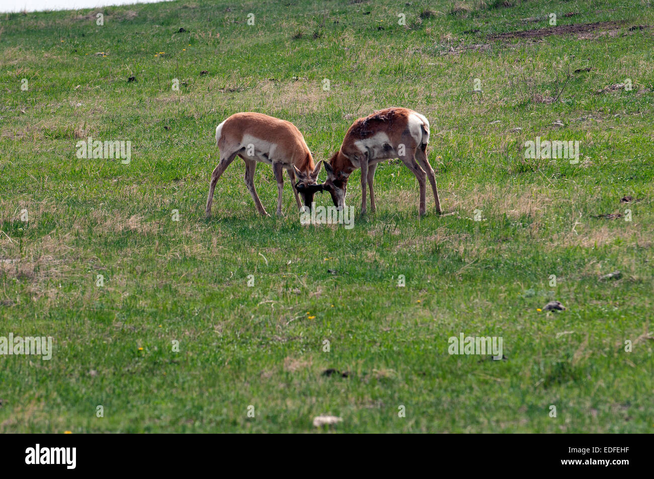One or two horns hi-res stock photography and images - Alamy