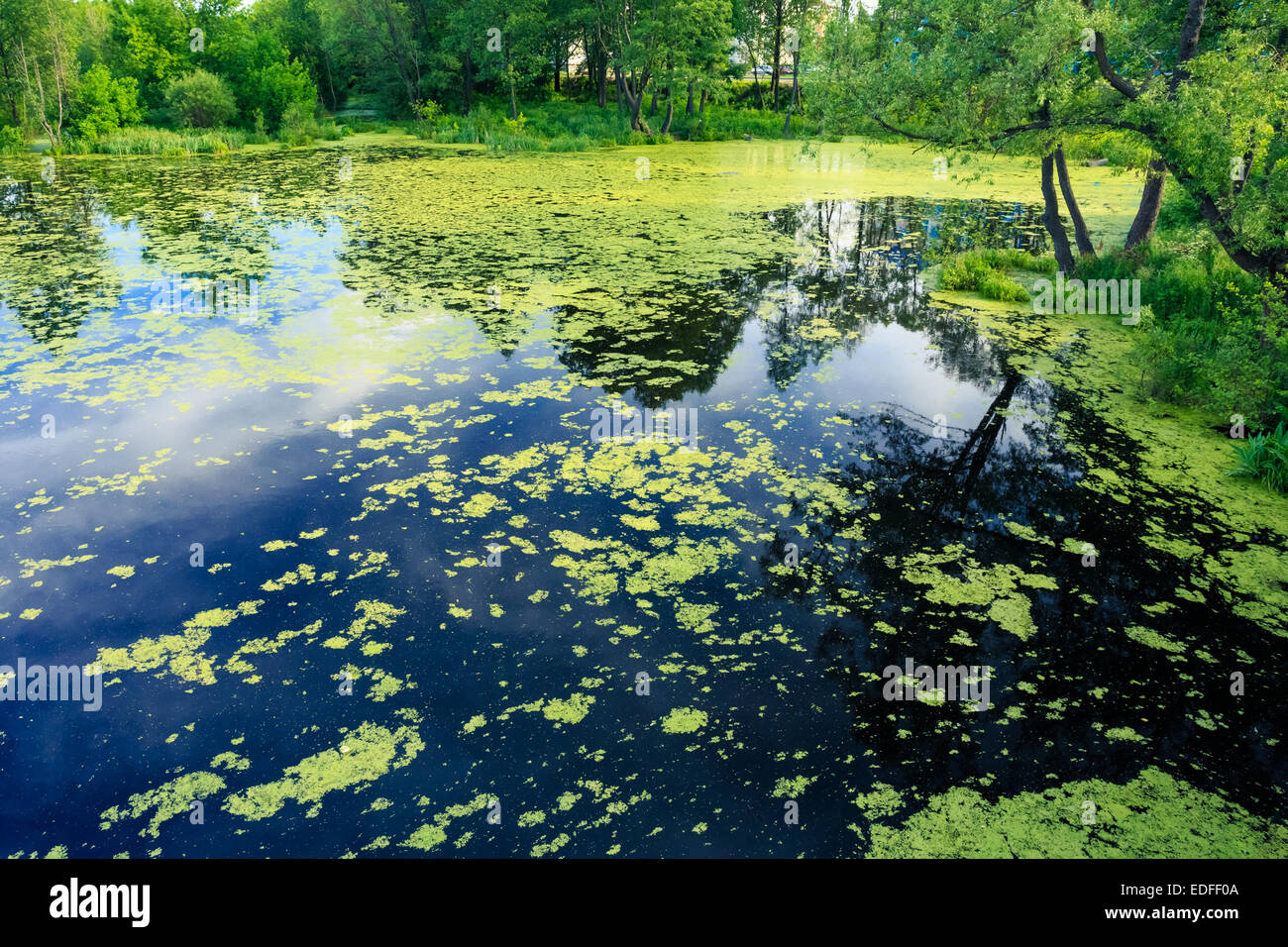 Russian swamp hi-res stock photography and images - Alamy