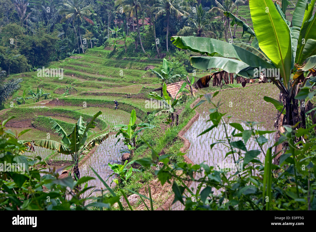 Indonesian terraced rice paddies on the slopes of the Mount Gede ...