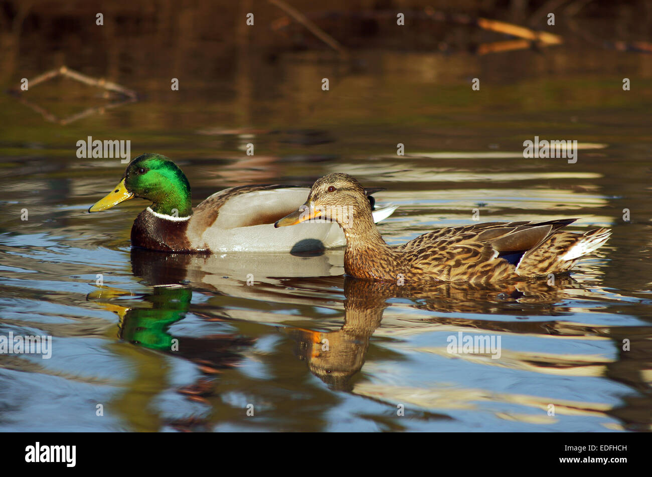 Ducks floating on pond hi-res stock photography and images - Alamy