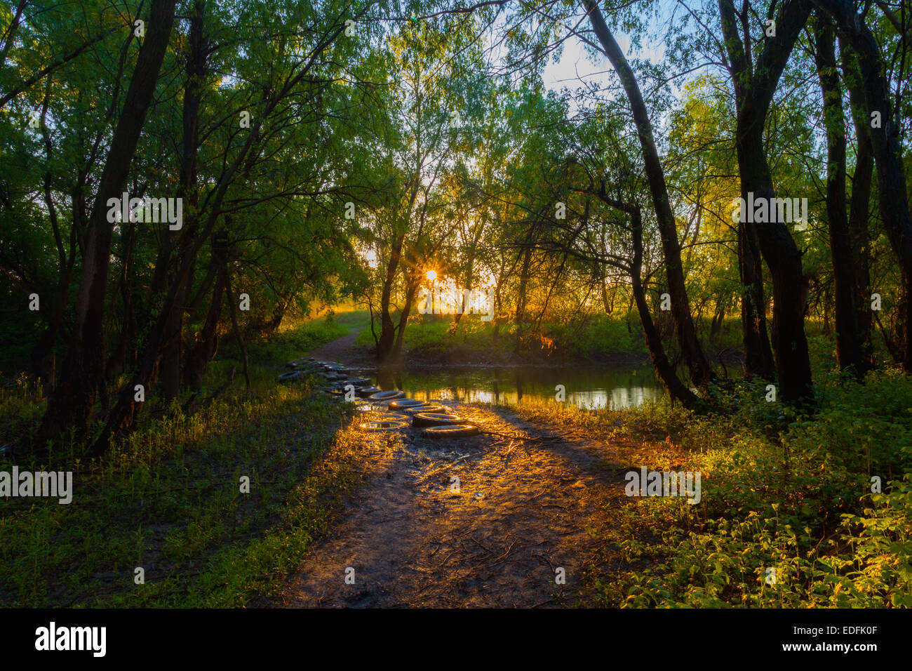 sunset in spring forest, the Ukraine, rural Stock Photo - Alamy
