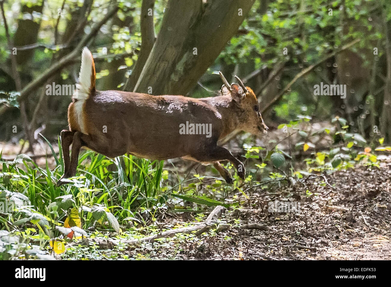 Reeve's Muntjac aka Chinese muntjac, barking deer or rib-faced deer ...