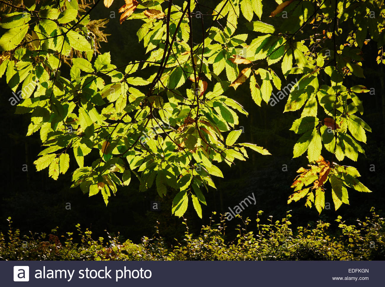 Overhanging Branches Stock Photos & Overhanging Branches Stock Images ...