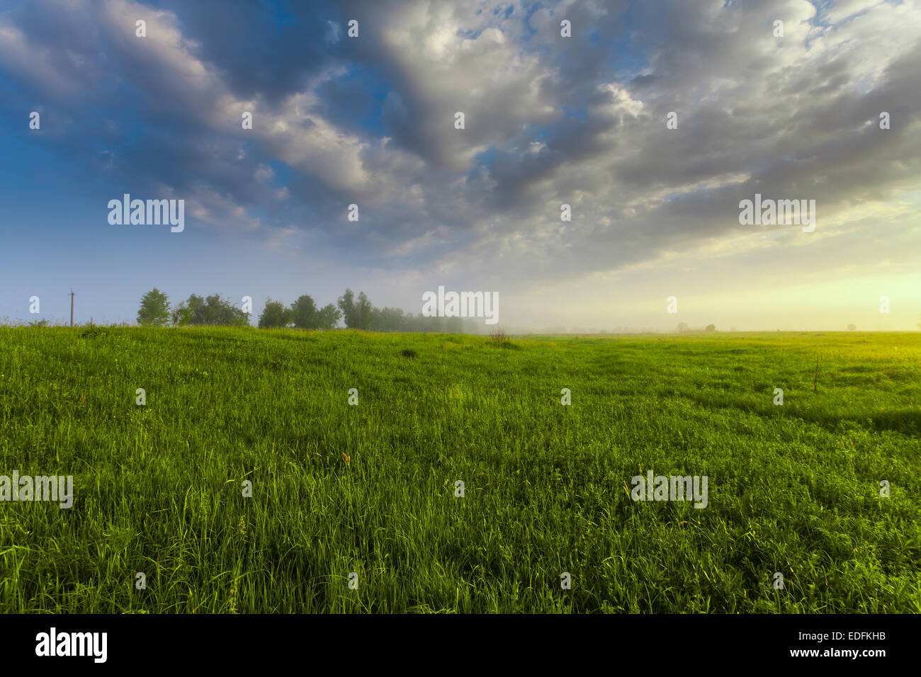 sunset in spring forest, the Ukraine, rural Stock Photo - Alamy