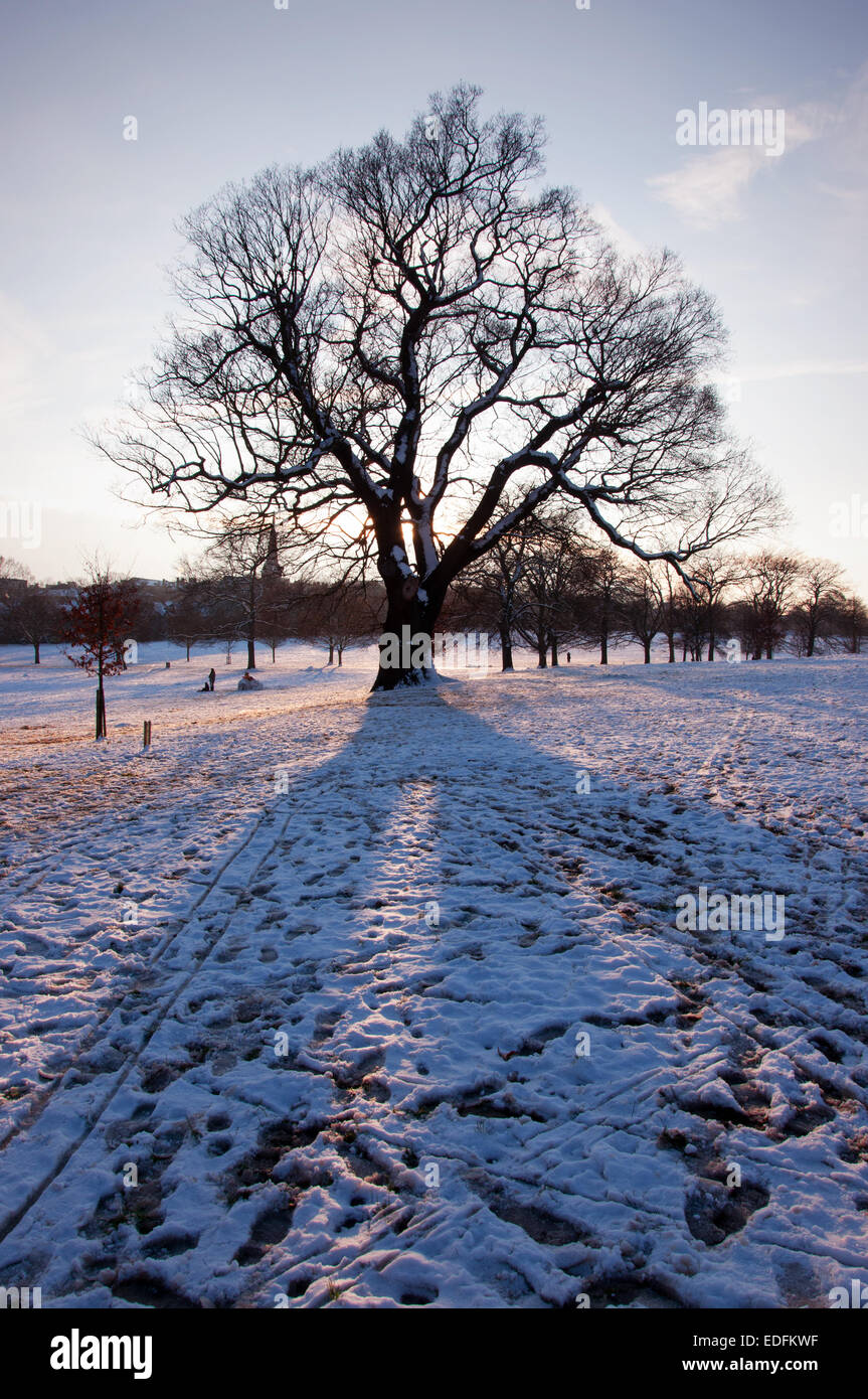 Park tree covered in snow on a winters day Stock Photo - Alamy