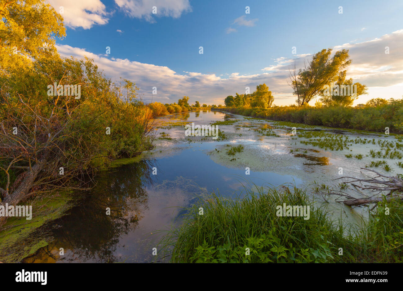 sunset in spring forest, the Ukraine, rural Stock Photo - Alamy