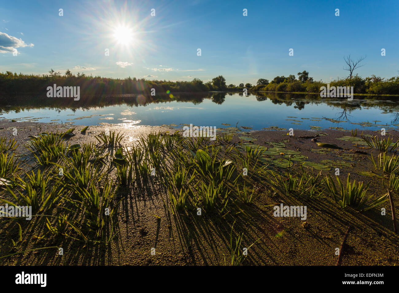 Forest lake, The Ukraine, sunset or sunrise Stock Photo - Alamy
