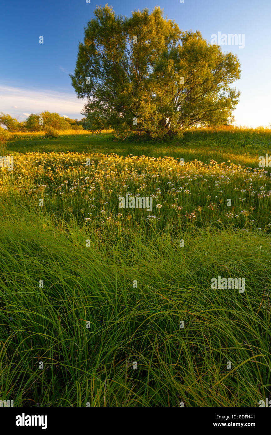 sunset in spring forest, the Ukraine, rural Stock Photo - Alamy
