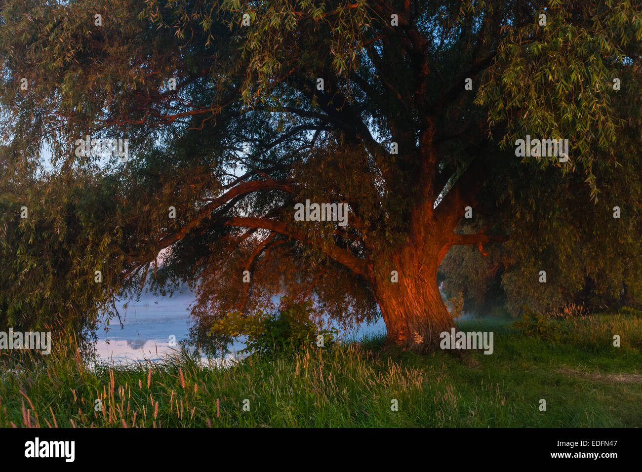 Forest lake, The Ukraine, sunset or sunrise Stock Photo - Alamy