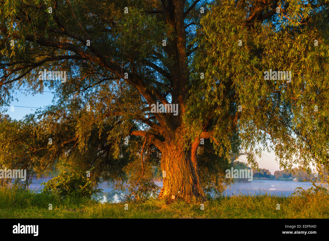Forest lake, The Ukraine, sunset or sunrise Stock Photo - Alamy