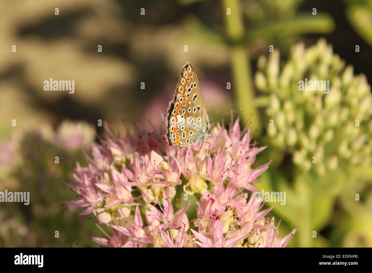 Butterflies and insects in a garden Stock Photo - Alamy