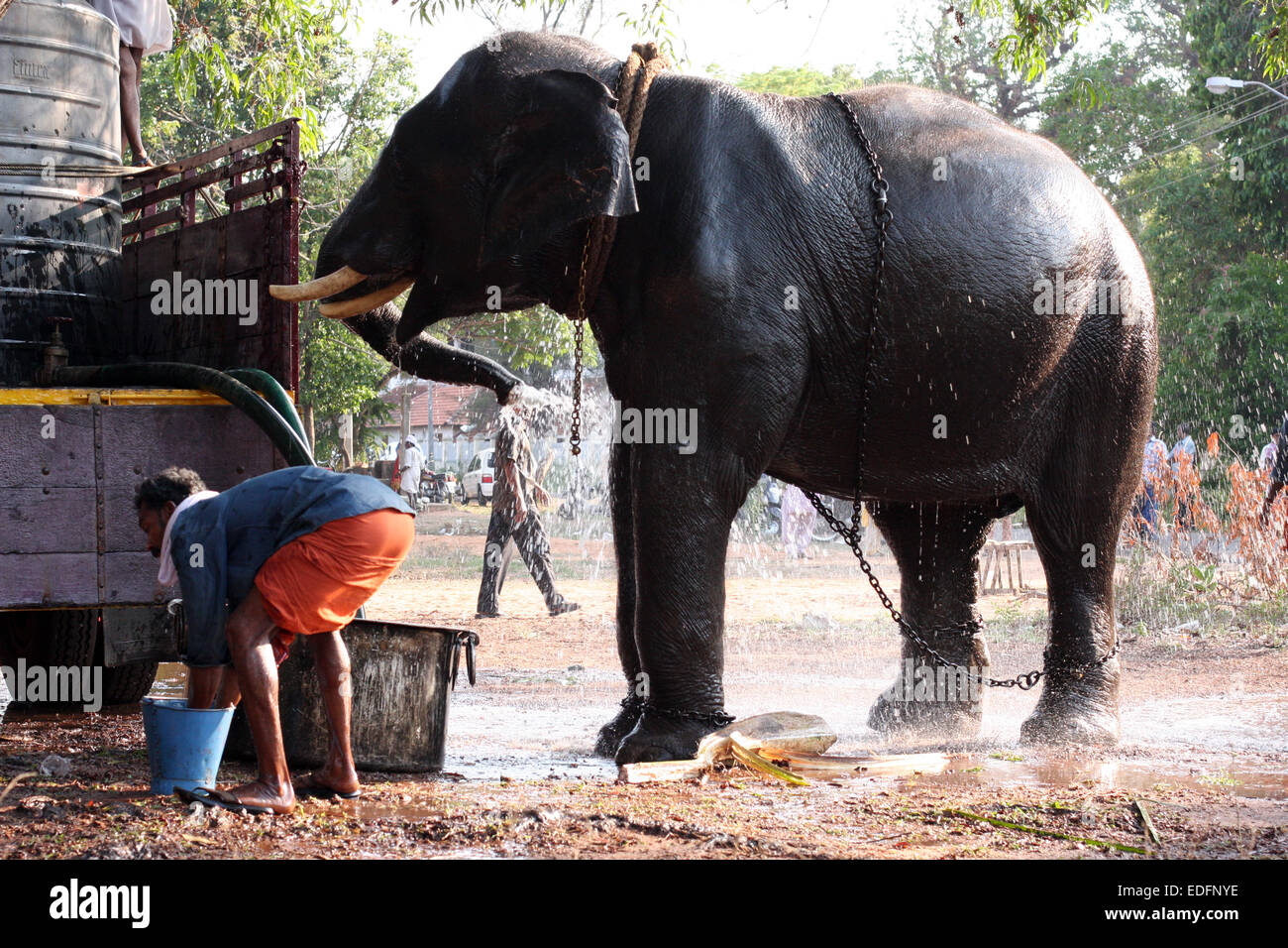 Elephant being washed at the Pooram Festival in Kollam (Quilon), Kerala ...