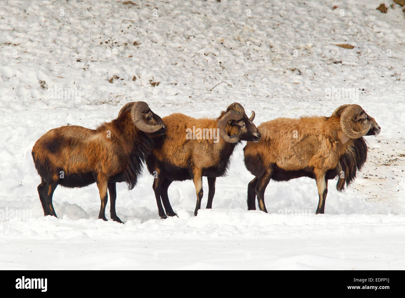 Sheep in a line Stock Photo - Alamy