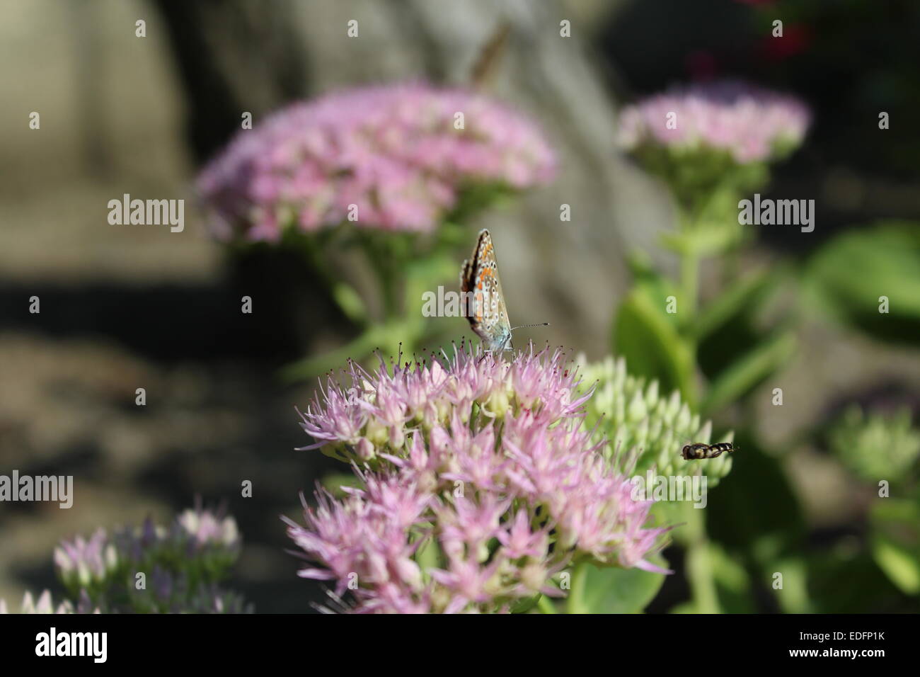 Butterflies and insects in a garden Stock Photo - Alamy