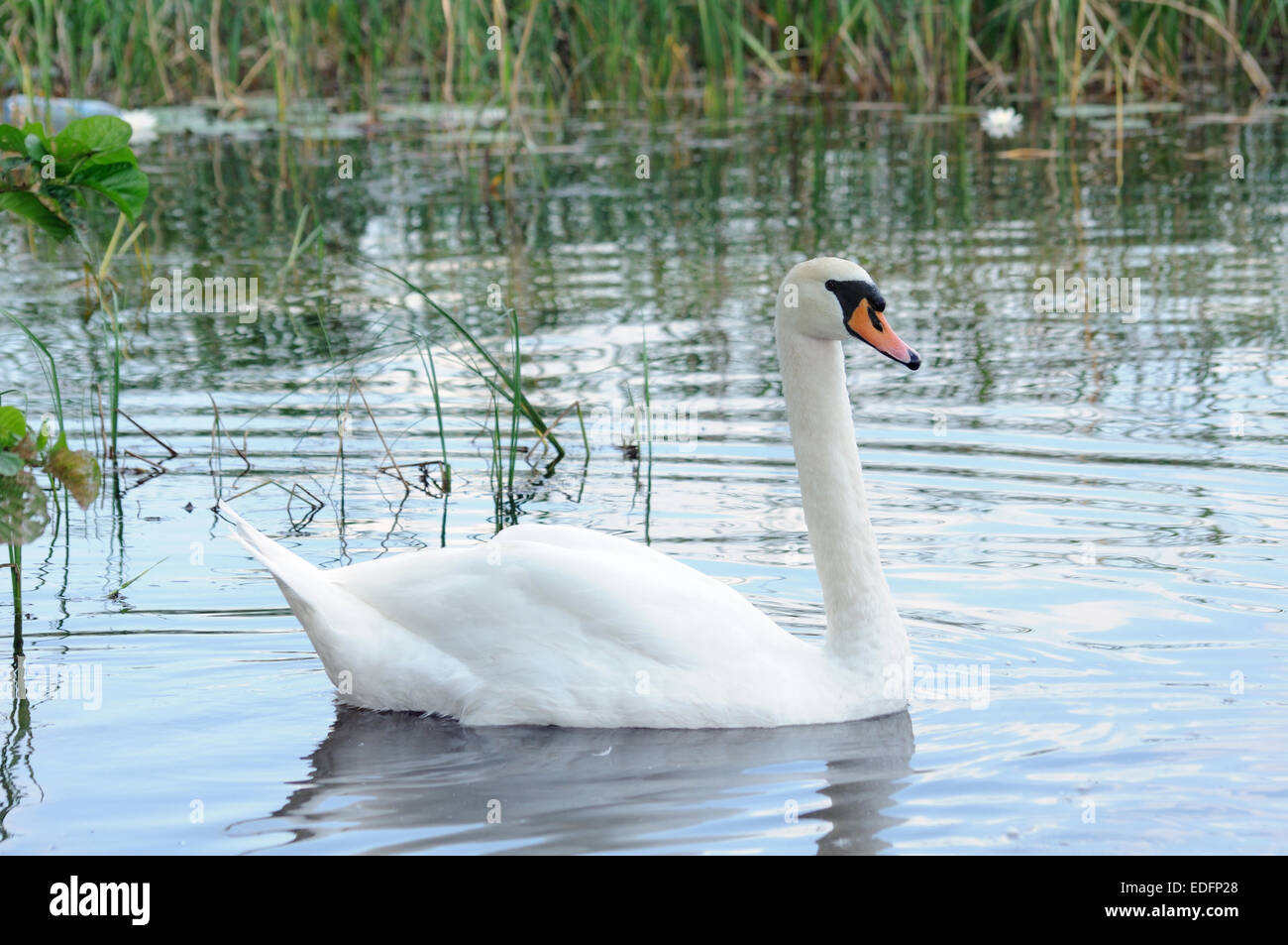 White nature wildlife hi-res stock photography and images - Alamy
