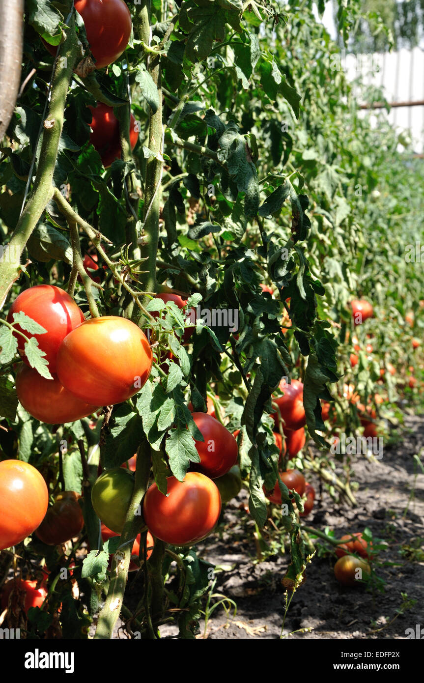 Three big red tomatoes starting a row of the plants Stock Photo - Alamy