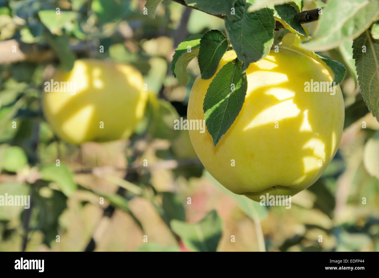 Apple green and yellow hi-res stock photography and images - Alamy