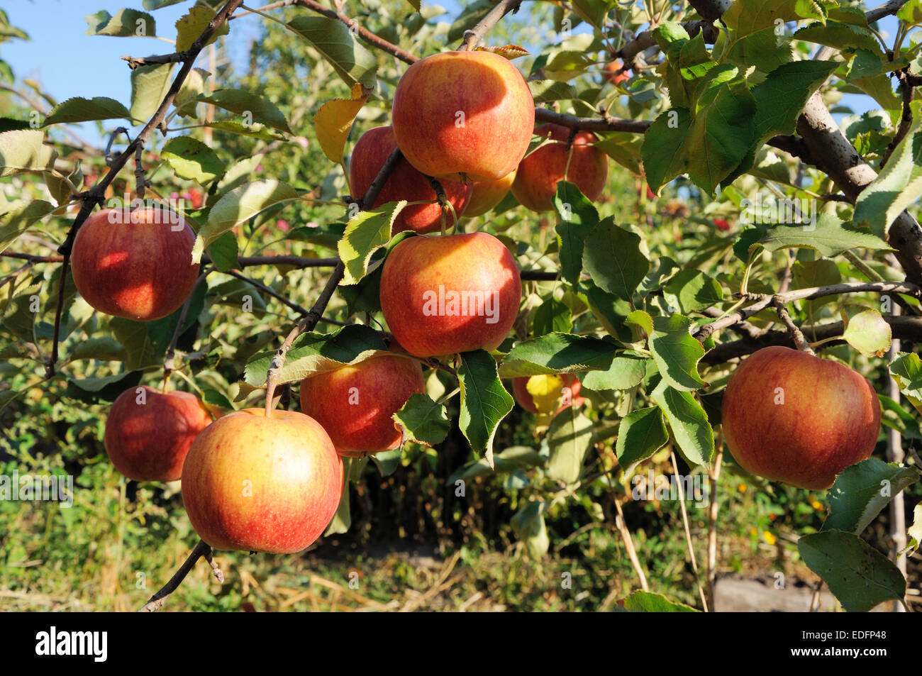 Apples orchard hi-res stock photography and images - Alamy