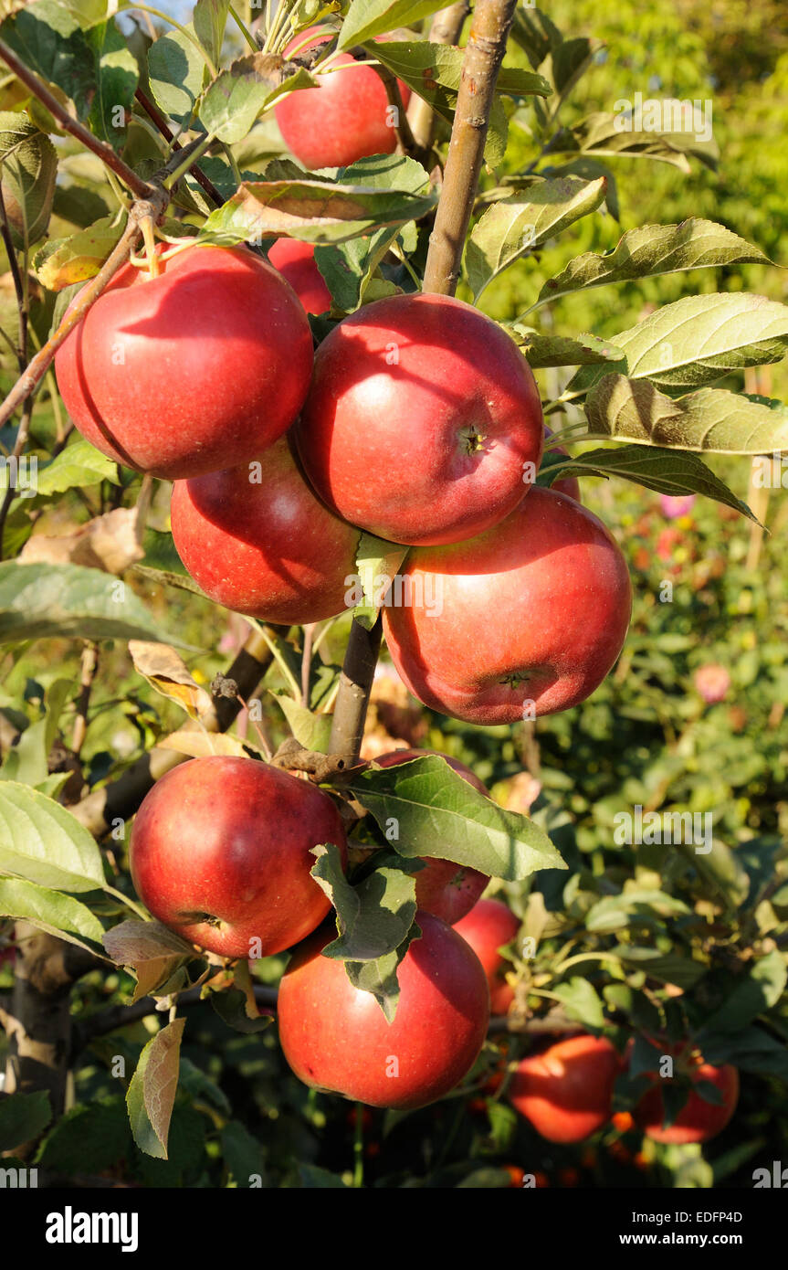 Branch of tree with many bright red apples Stock Photo - Alamy