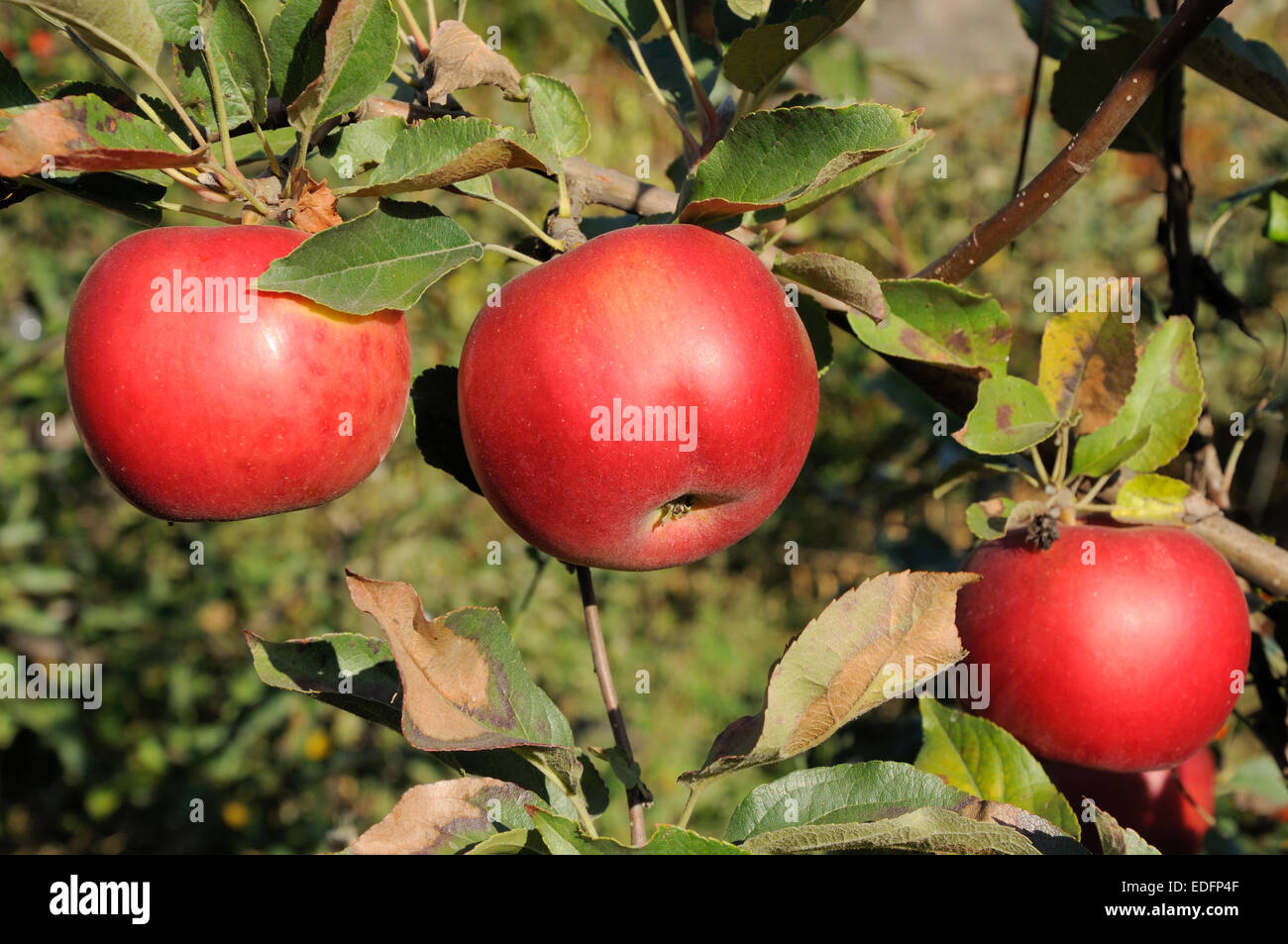 Branch of tree with three bright red apples Stock Photo - Alamy