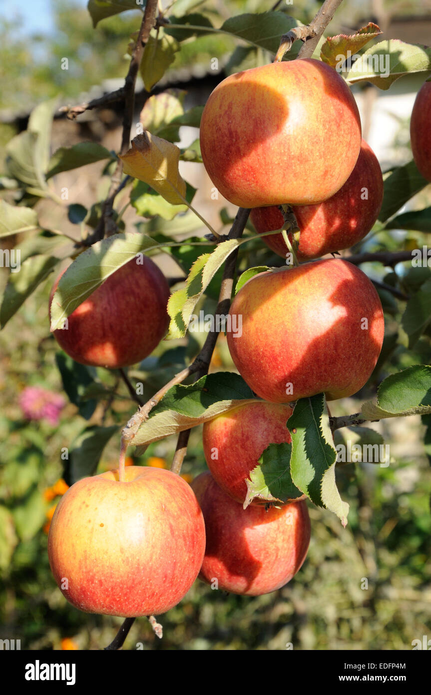 Branch of tree with many bright red apples Stock Photo - Alamy