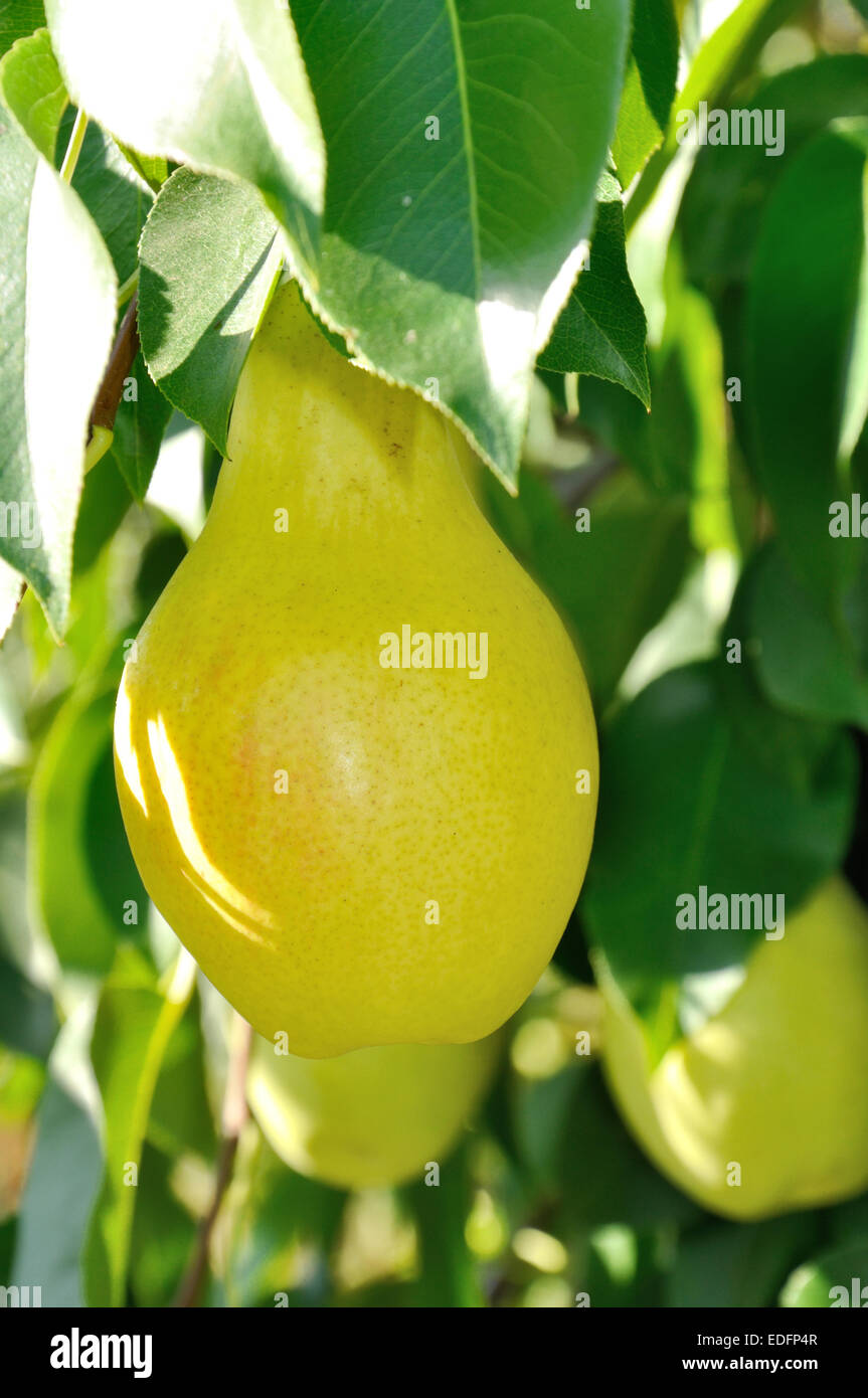 Big ripe fruit on the branch of pear tree Stock Photo - Alamy
