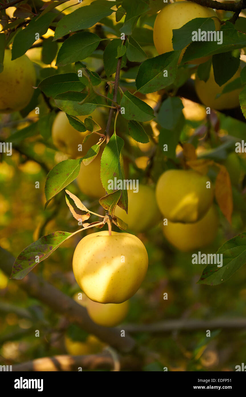 Ripe green yellow apples on the branch growing Stock Photo - Alamy