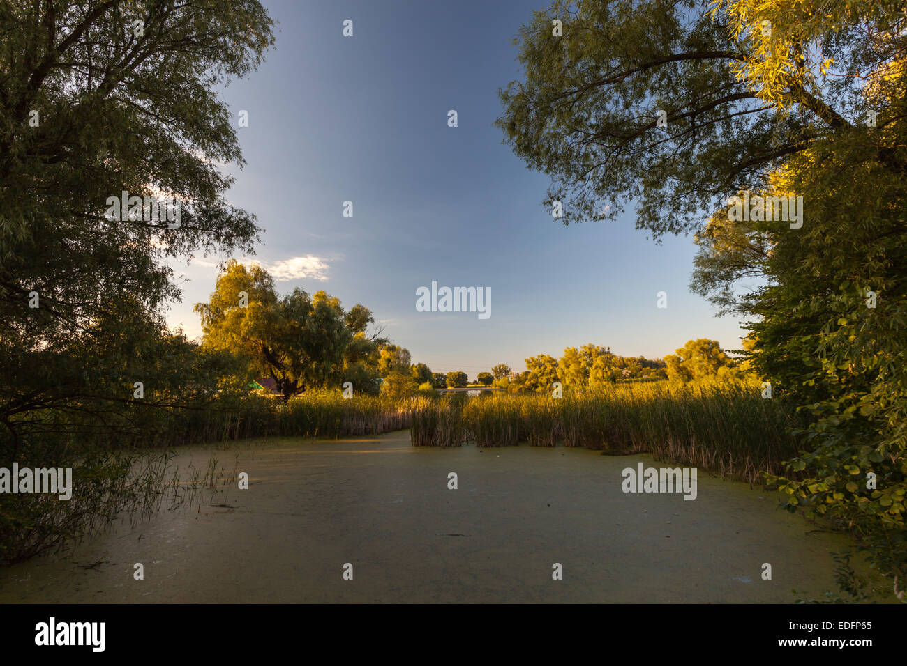 Forest lake, The Ukraine, sunset or sunrise Stock Photo - Alamy