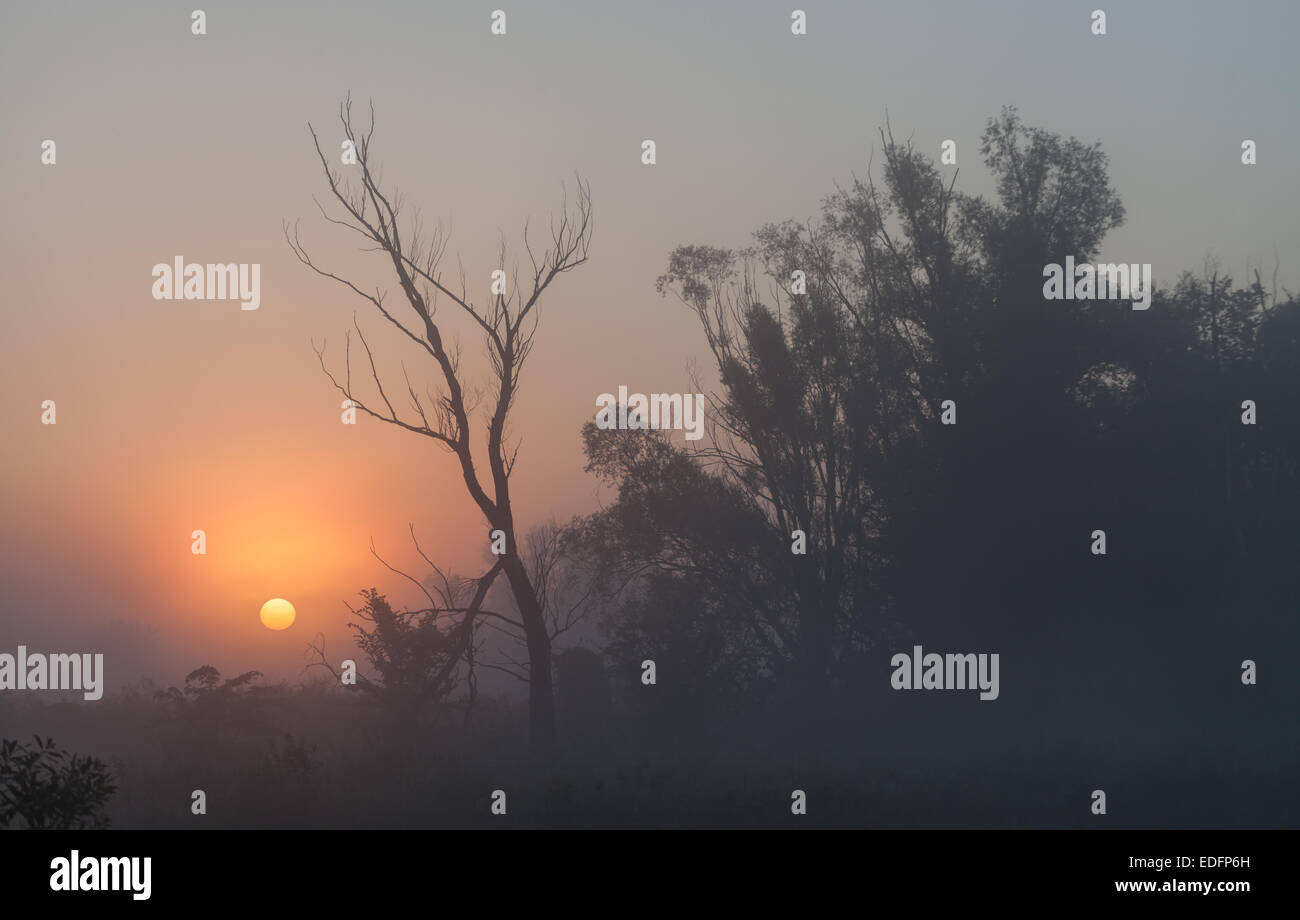 Forest lake, The Ukraine, sunset or sunrise Stock Photo - Alamy