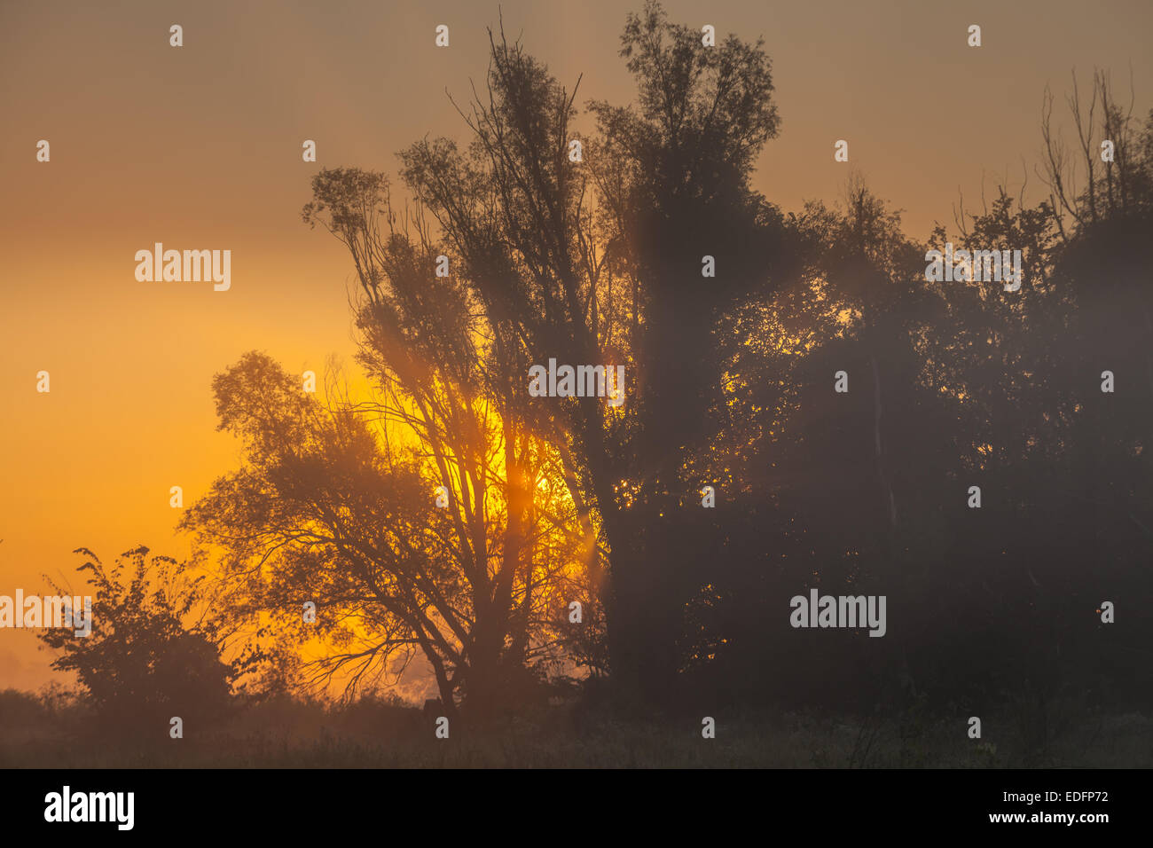 Forest lake, The Ukraine, sunset or sunrise Stock Photo - Alamy
