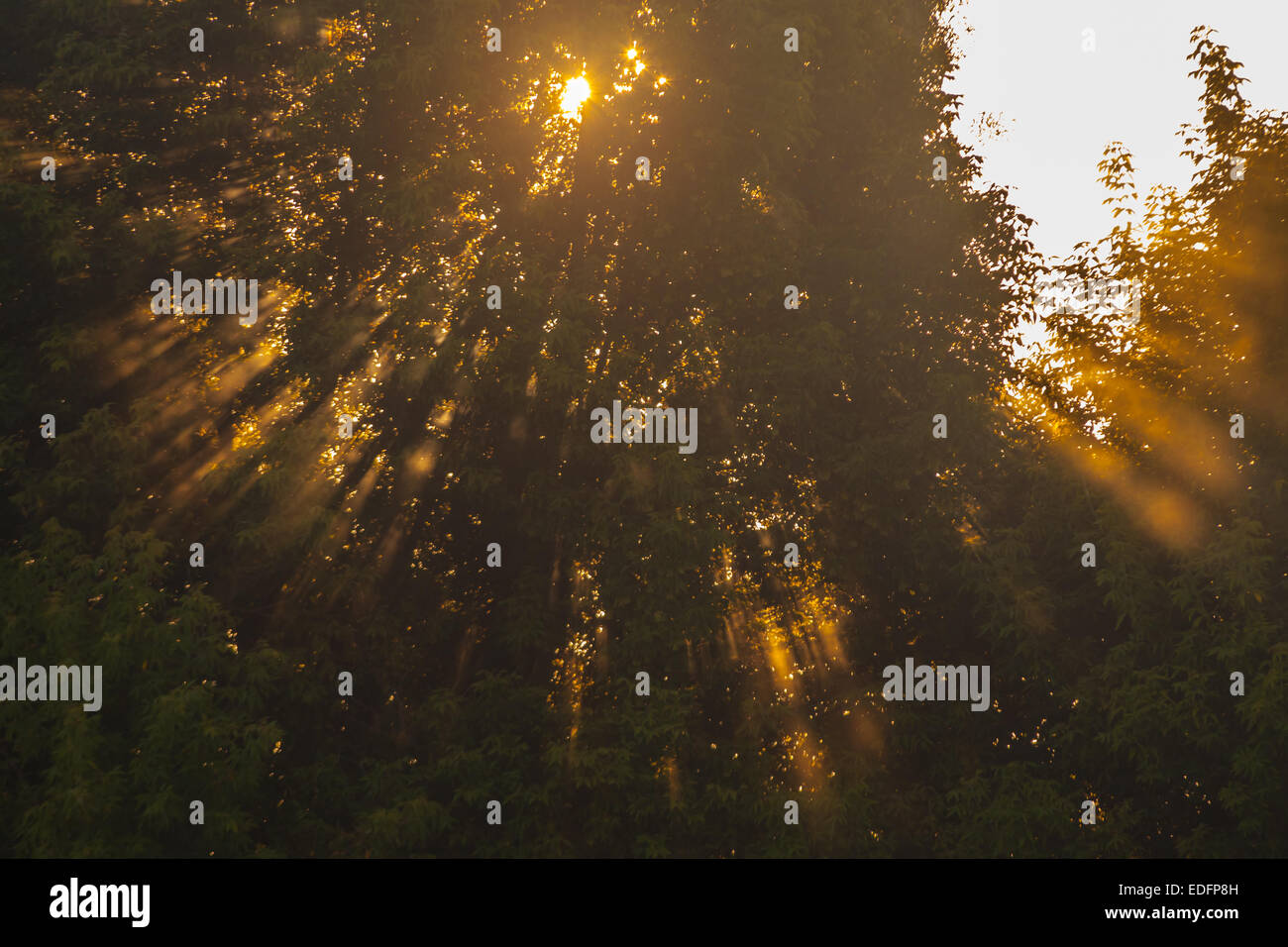 Forest lake, The Ukraine, sunset or sunrise Stock Photo - Alamy