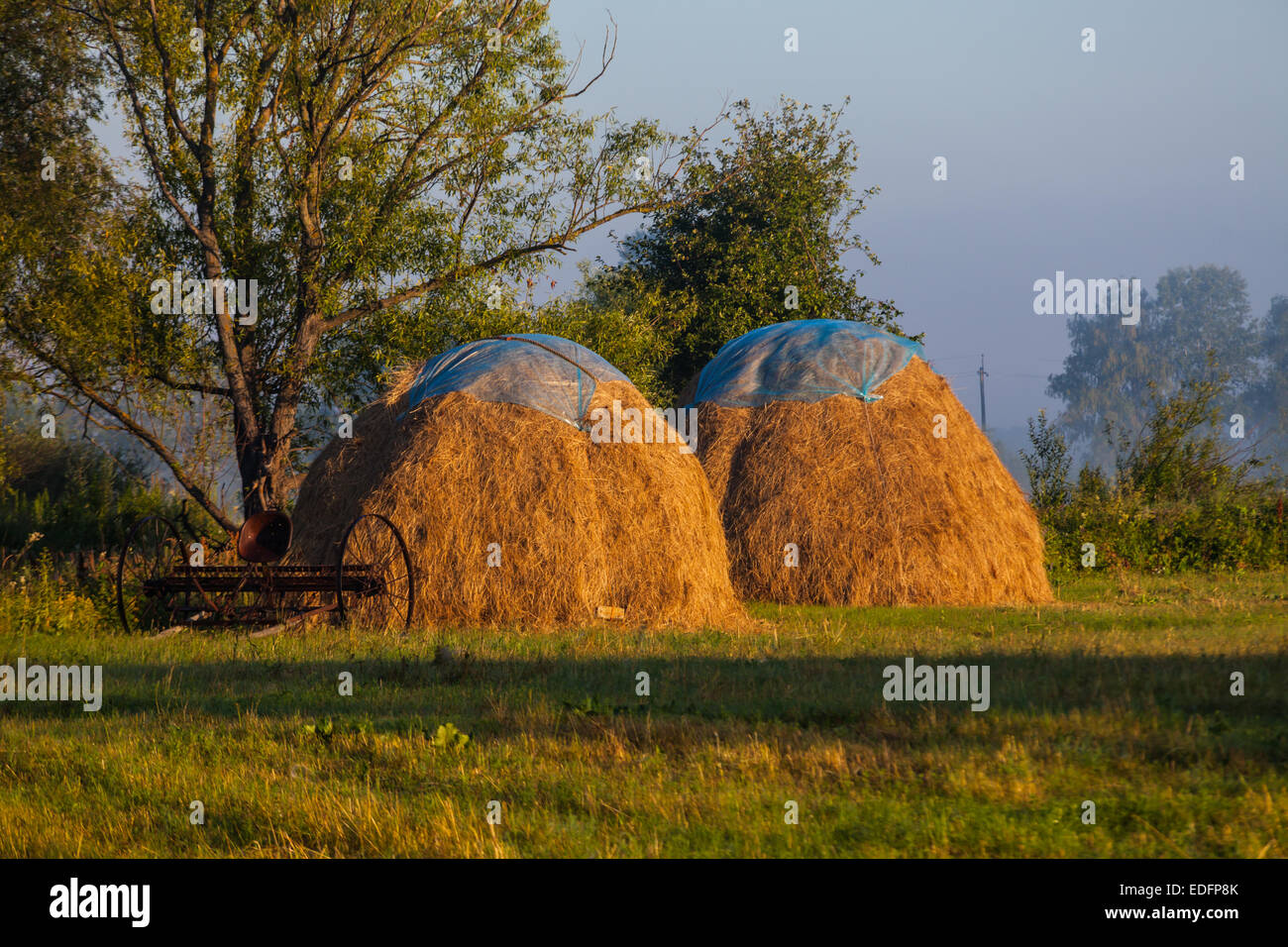 Forest lake, The Ukraine, sunset or sunrise Stock Photo - Alamy