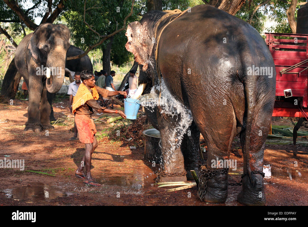Elephant being washed at the Pooram Festival in Kollam (Quilon), Kerala ...