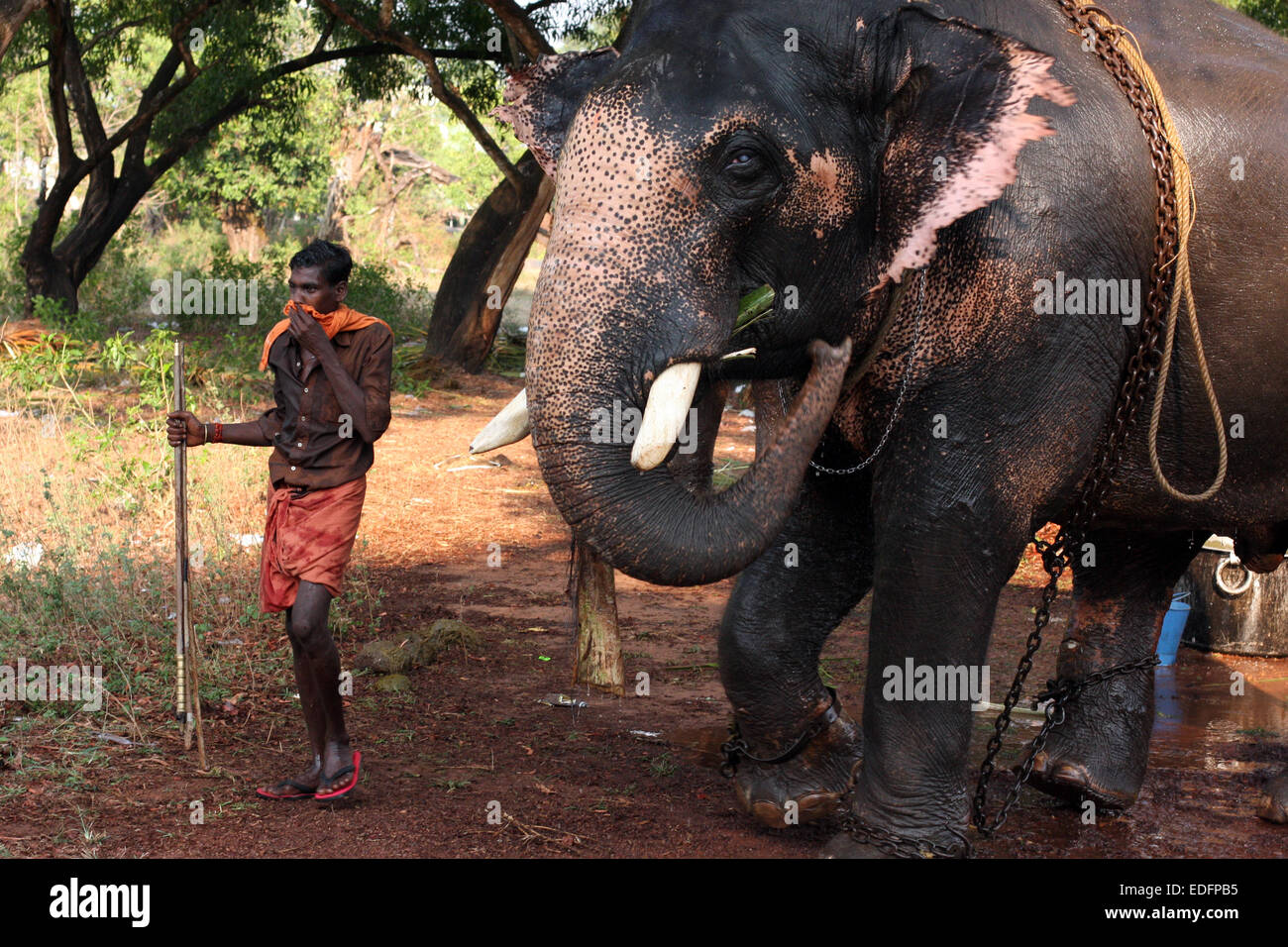Pooram elephant hi-res stock photography and images - Alamy
