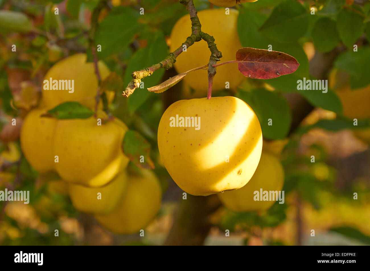 Ripe green yellow apples on the branch growing Stock Photo - Alamy