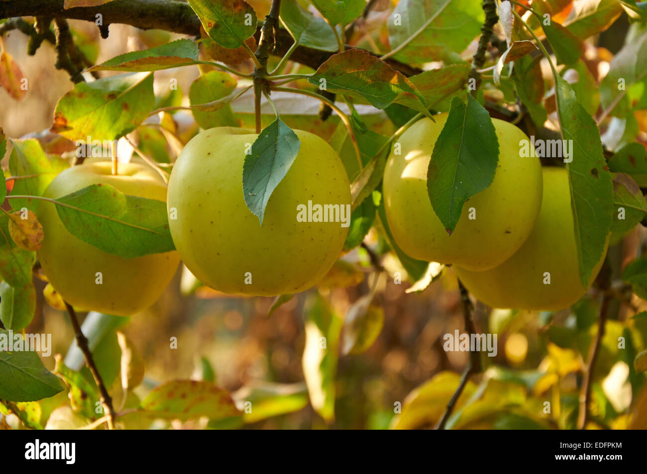 Ripe green yellow apples on the branch growing Stock Photo - Alamy