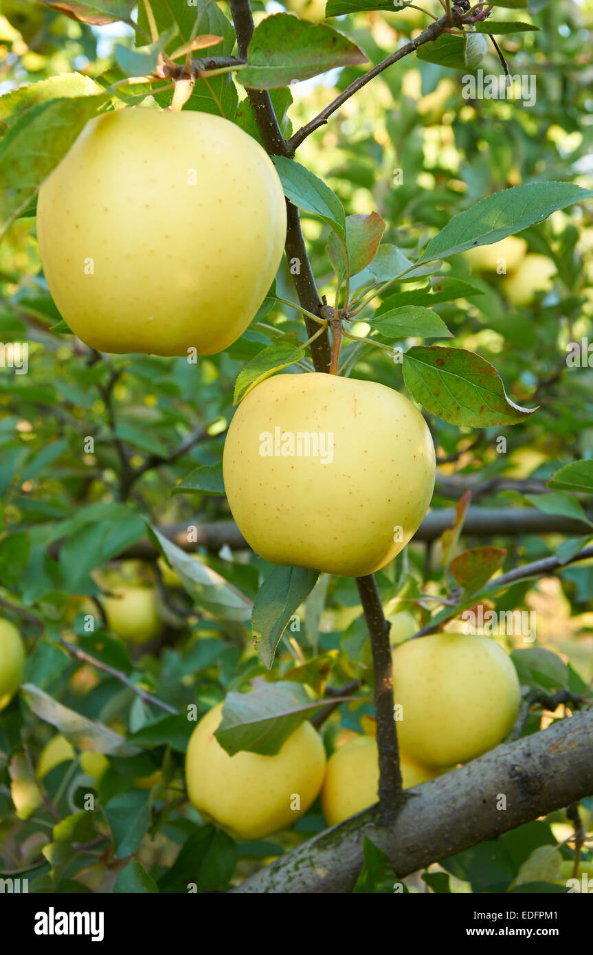 Green fruit yellow hi-res stock photography and images - Alamy