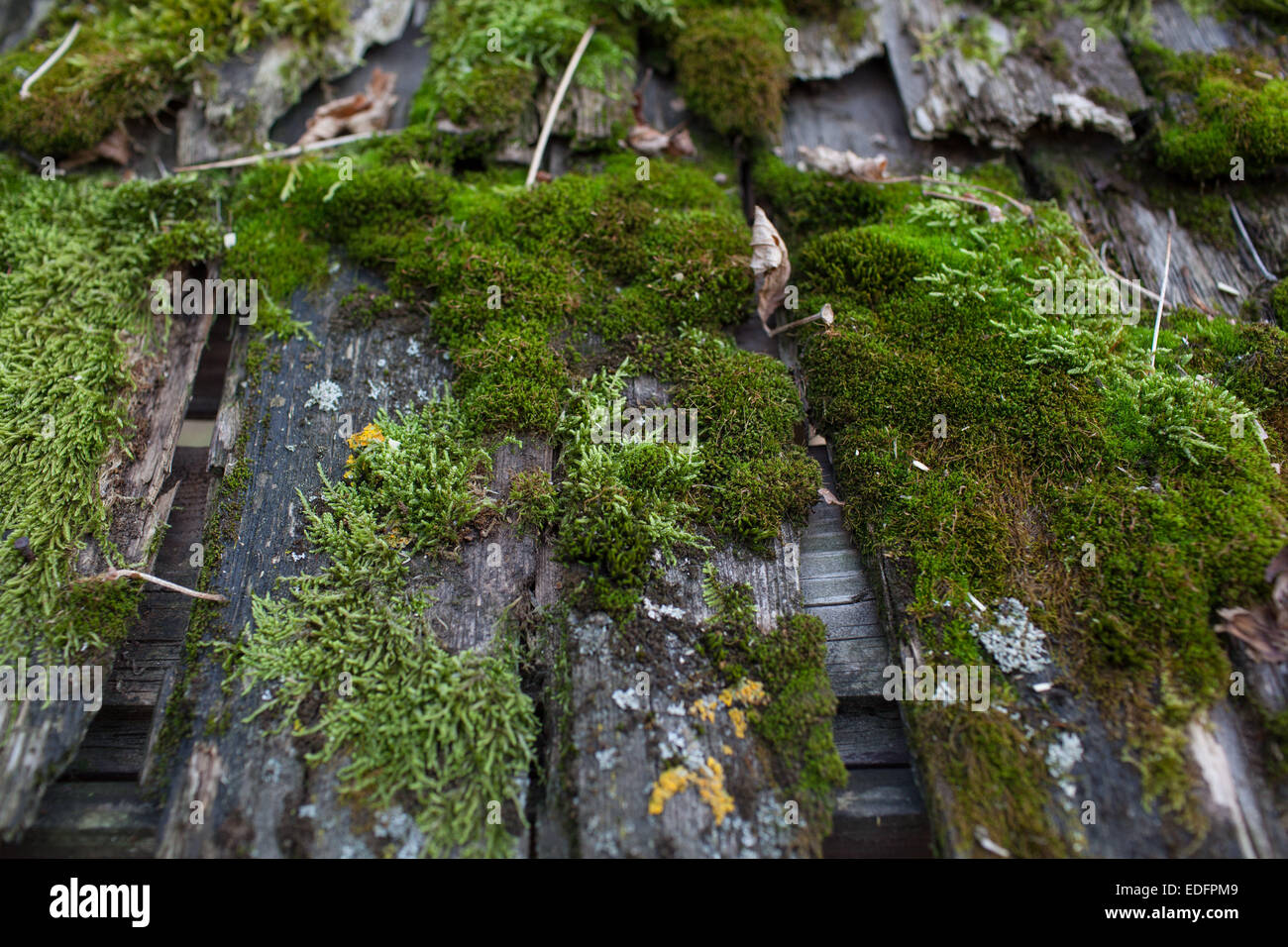 Thick moss on roof hi-res stock photography and images - Alamy