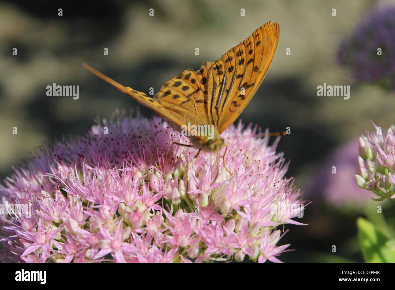 Butterflies and insects in a garden Stock Photo - Alamy