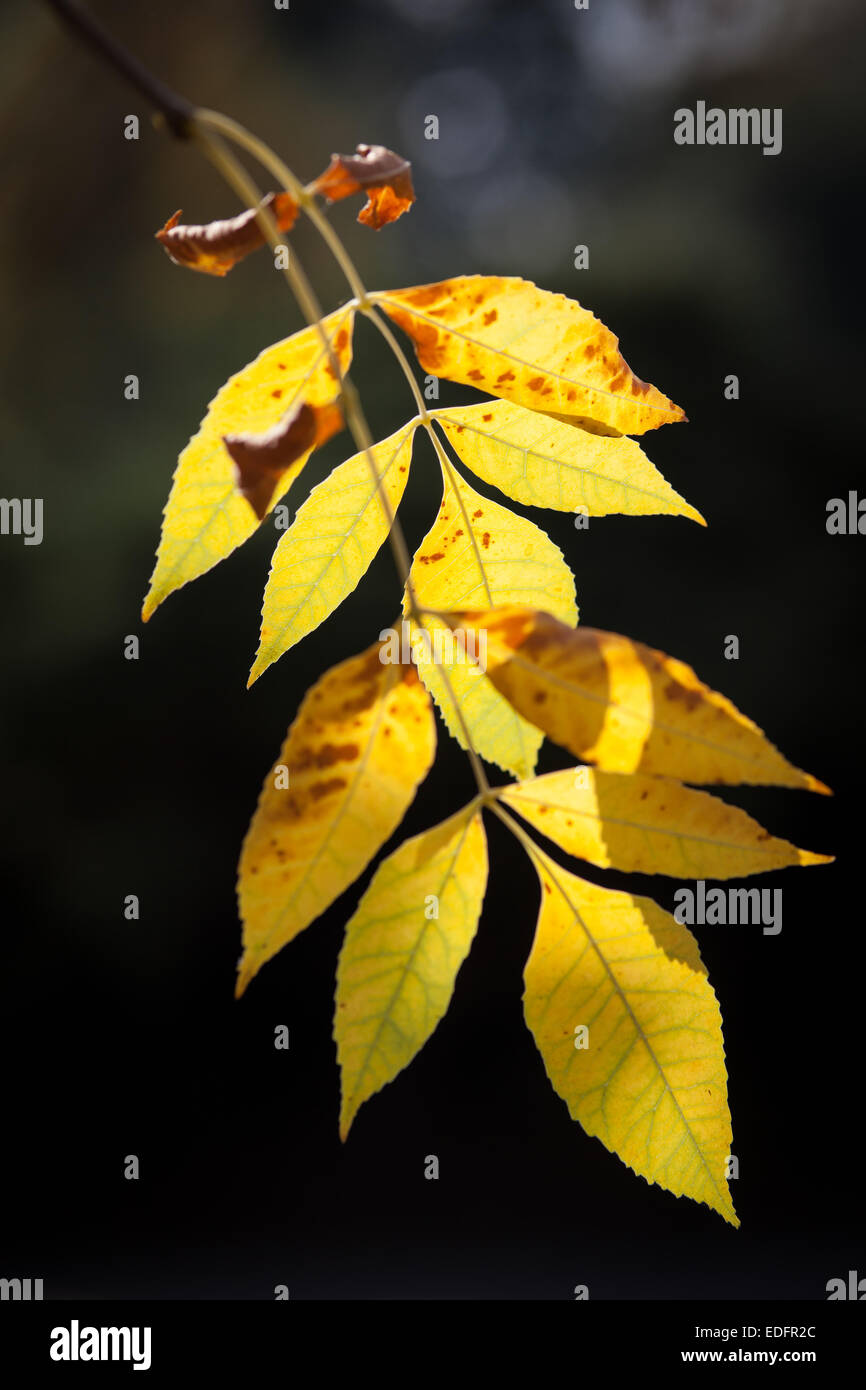 Color picture of golden leaves on a branch Stock Photo - Alamy